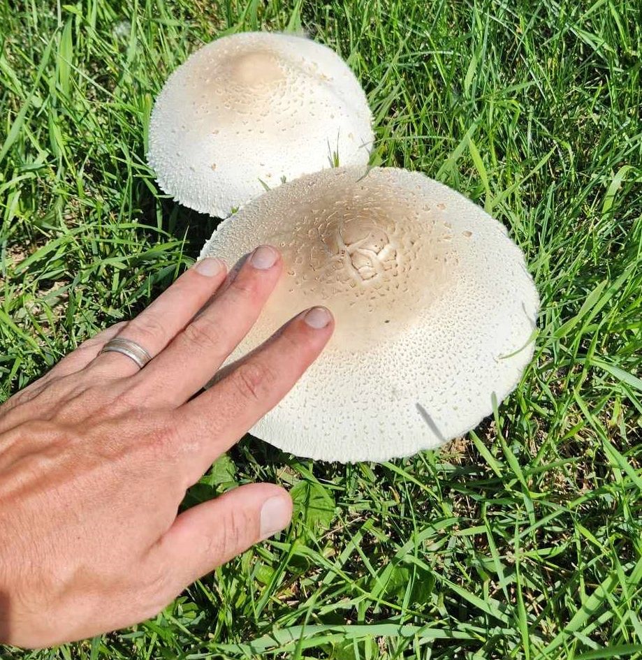 False Parasol A Toxic Edible Mushroom
